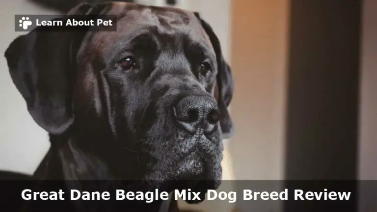 Great Dane Beagle Mix : 3 Cool Pictures, Temperament - 2026