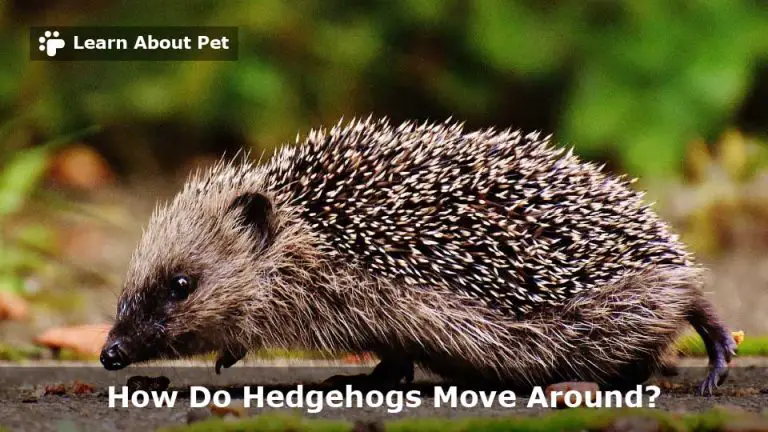 How Do Hedgehogs Move Around? (7 Important Facts) - 2023