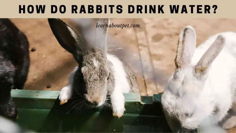 How Do Rabbits Drink Water? (7 Interesting Facts) - 2025