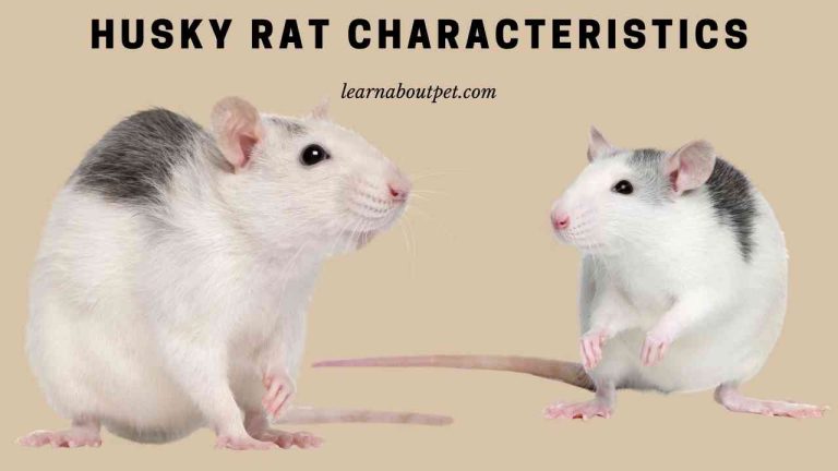Husky Rat : (7 Interesting Characteristics, Pictures) - 2025