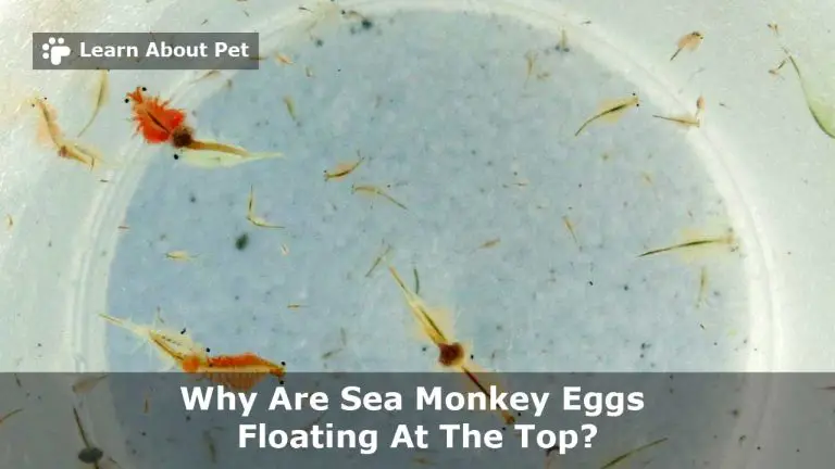 Why Are Sea Monkey Eggs Floating At The Top? (7 Cool Facts)