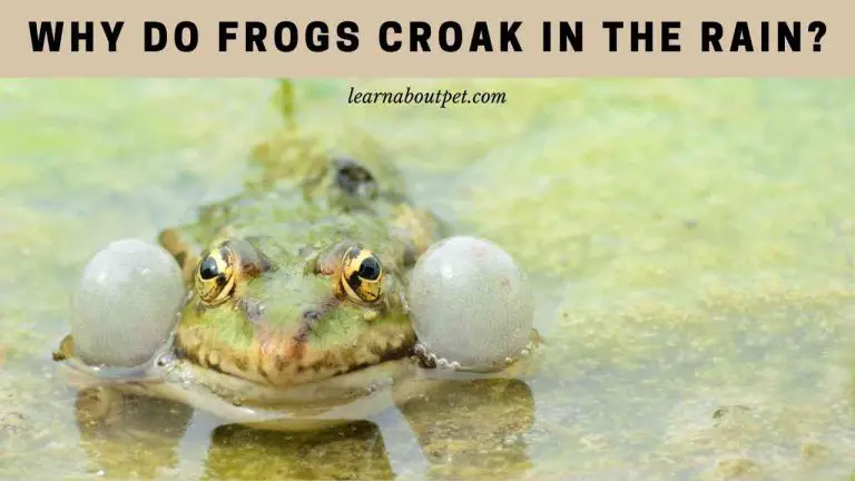 Why Do Frogs Croak In The Rain? (7 Interesting Facts) - 2025