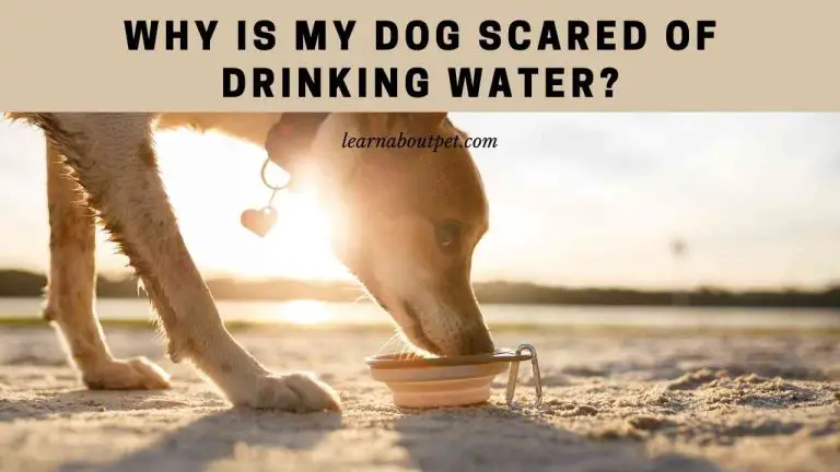 Why Is My Dog Scared Of Drinking Water? 15 Clear Facts 2026