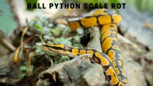 Ball Python Scale Rot : 9 Important Early Signs & How To Avoid?