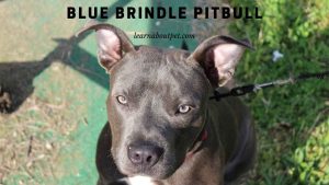 Is Blue Brindle Pitbull Rare? (9 Cool Characteristics) 2025