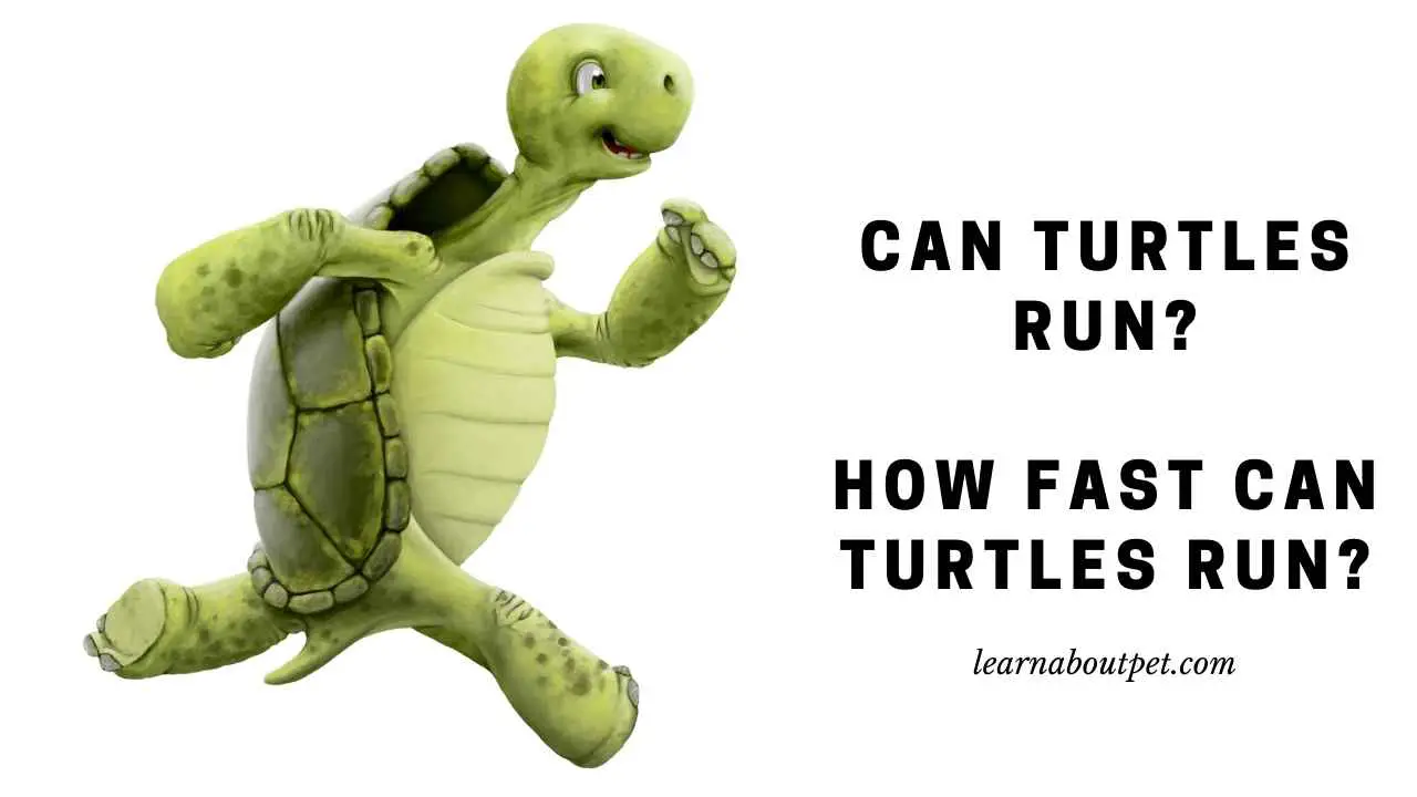 Can Turtles Run? How Fast Can A Turtle Run? 9 Cool Facts