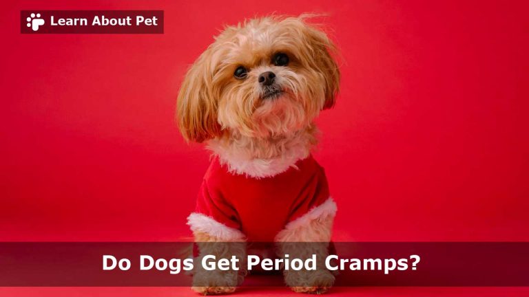 Do Dogs Get Period Cramps? (9 Important Health Facts) - 2023