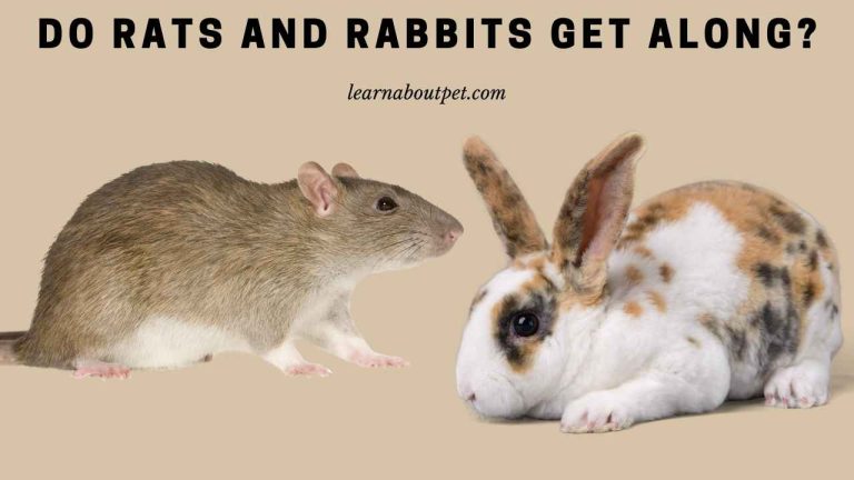 Do Rats And Rabbits Get Along? (7 Interesting Facts) - 2024