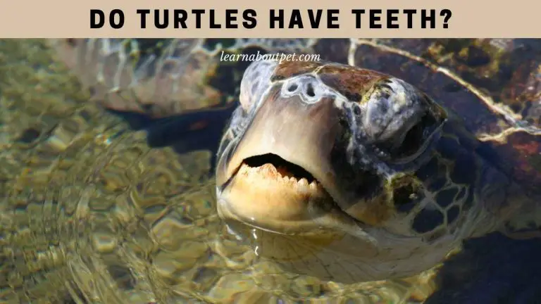Do Turtles Have Teeth? 9 Interesting Turtle Teeth Facts 2025