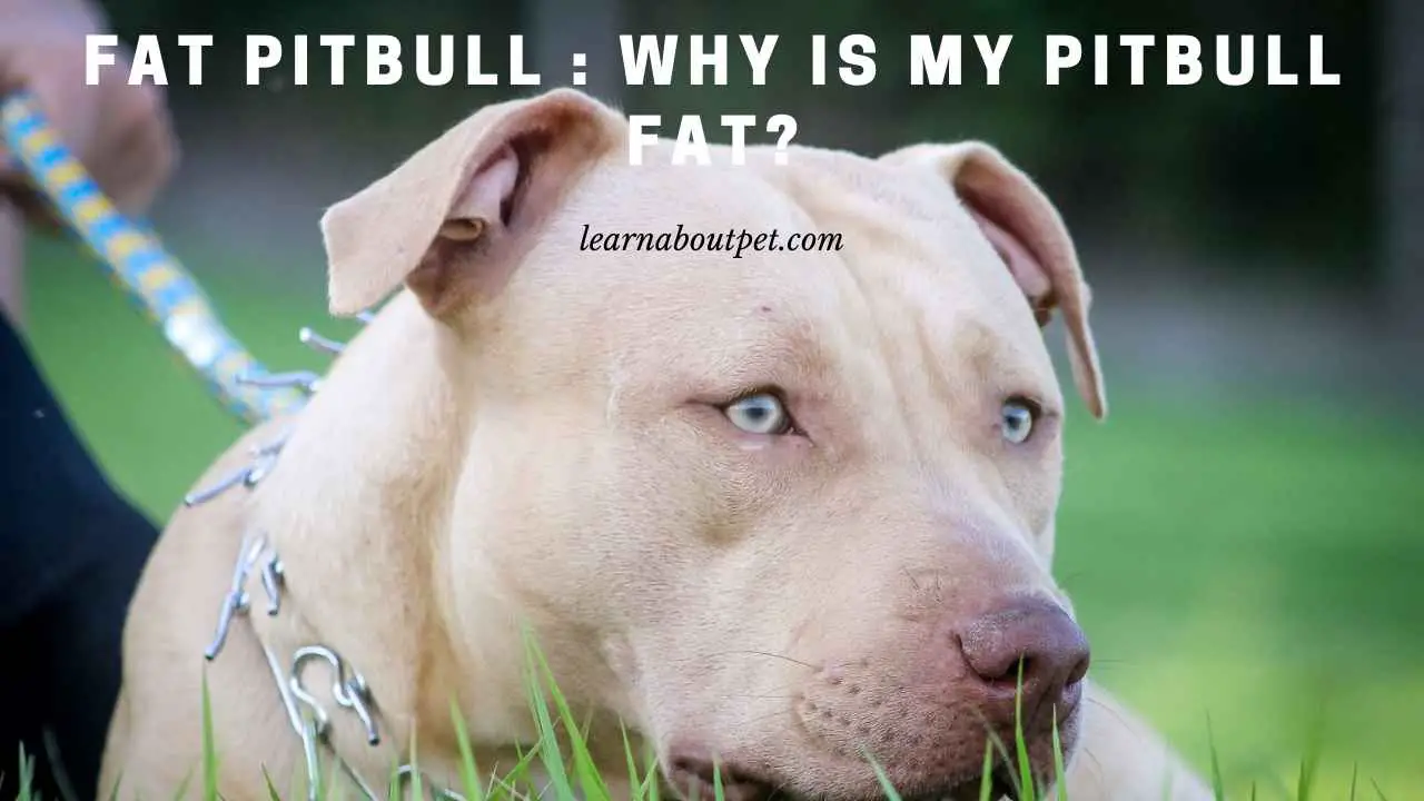 Fat Pitbull : Why Is My Pitbull Fat? (9 Clear Facts) - 2023