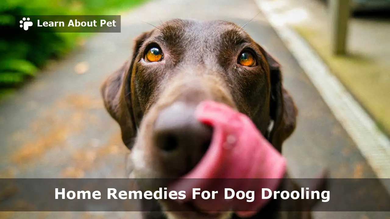Home Remedies For Dog Drooling : (9 Important Tips) - 2024