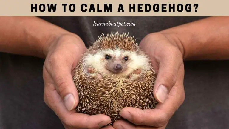 How To Calm A Hedgehog? (9 Interesting Facts) - 2023
