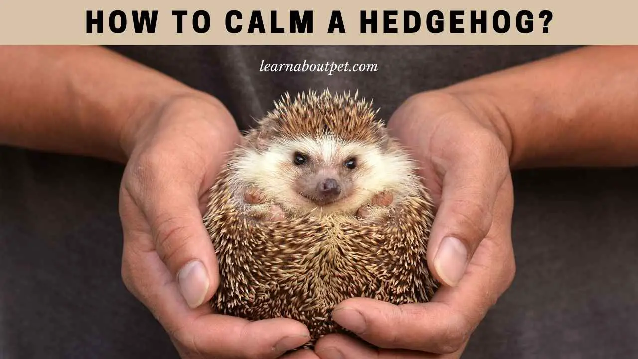 How To Calm A Hedgehog? (9 Interesting Facts) - 2023