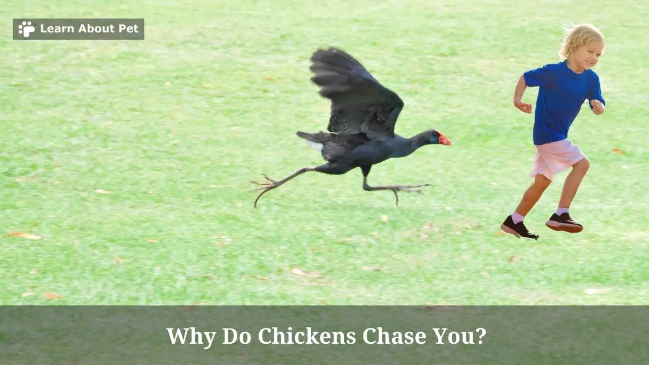 Why Do Chickens Chase You? 3 Important Reasons For Chasing