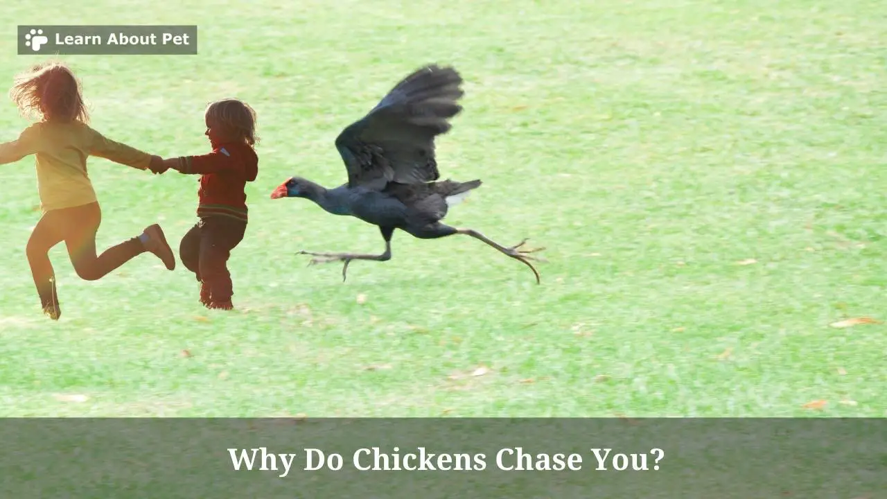 Why Do Chickens Chase You? 3 Important Reasons For Chasing