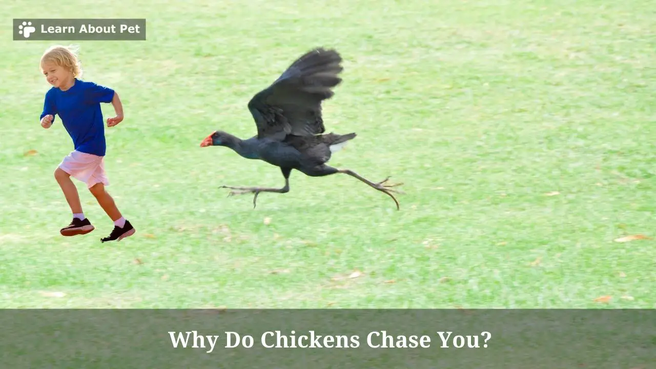 Why Do Chickens Chase You? 3 Important Reasons For Chasing