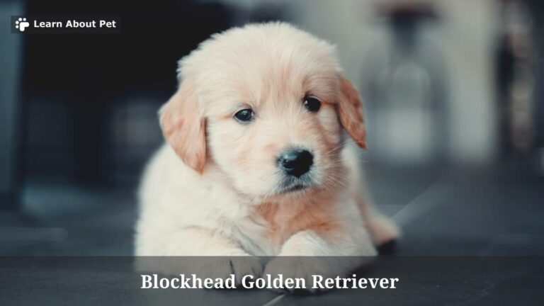 Blockhead Golden Retriever : (9 Interesting Facts) - 2025