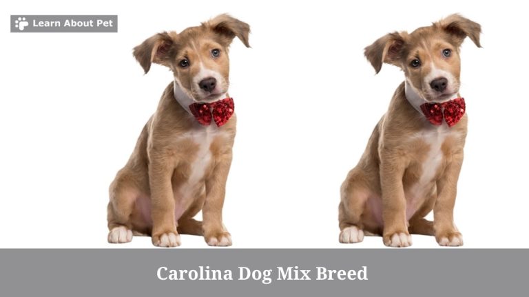 Carolina Dog Mix : (9 Interesting Dog Breed Facts) - 2022