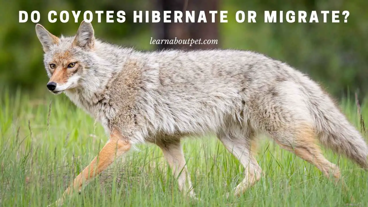 Do Coyotes Hibernate Or Migrate? (7 Interesting Facts) 2025