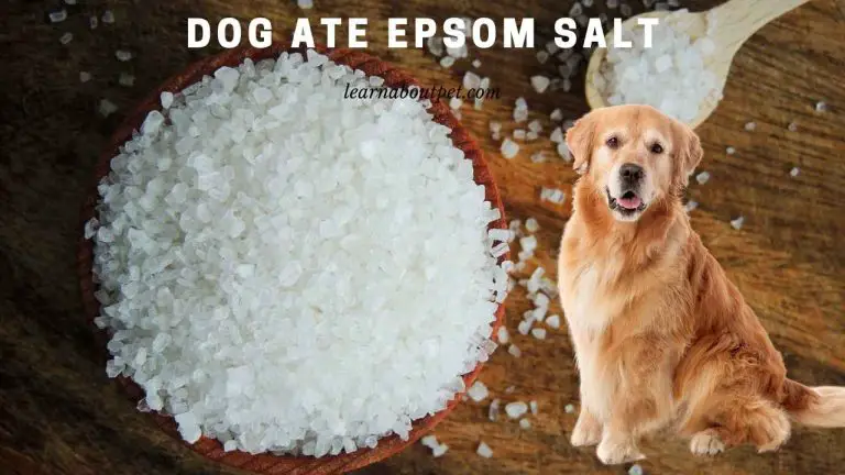 Dog Ate Epsom Salt : (9 Menacing Health Risks) - 2025