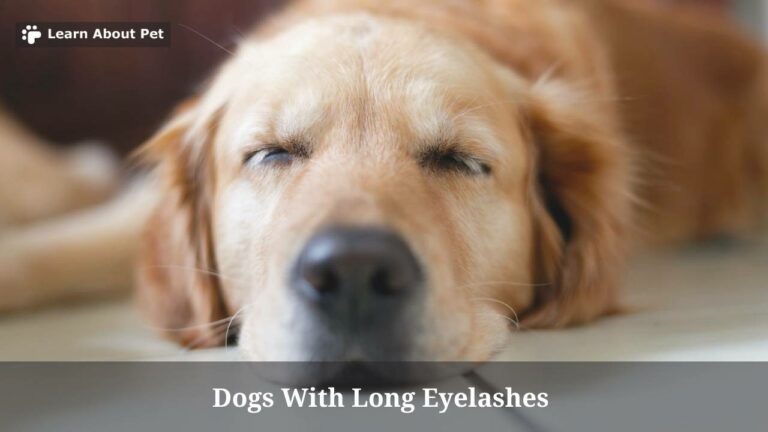 Dogs With Long Eyelashes : 3 Cool Pictures, Dog Breeds Info