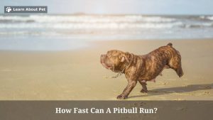 How Fast Can A Pitbull Run? (9 Interesting Facts) - 2026