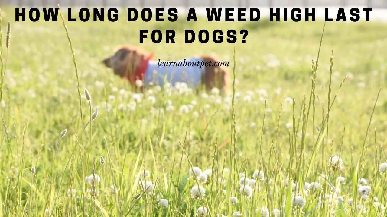 How Long Does A Weed High Last For Dogs? 9 Clear Facts