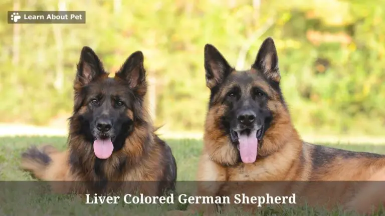 All About Liver Colored German Shepherd : (15 Cool Facts)