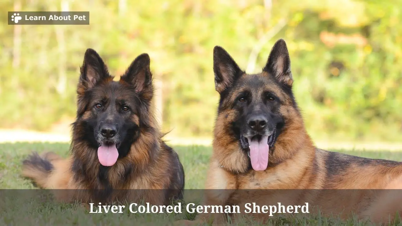 All About Liver Colored German Shepherd : (15 Cool Facts)