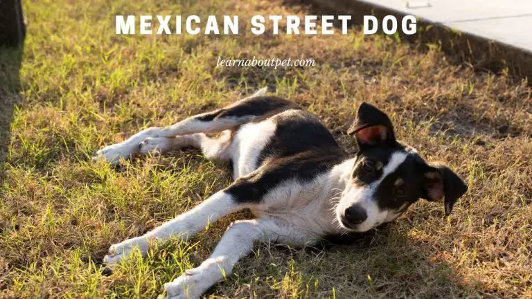 Mexican Street Dog : (9 Interesting Facts) - 2025