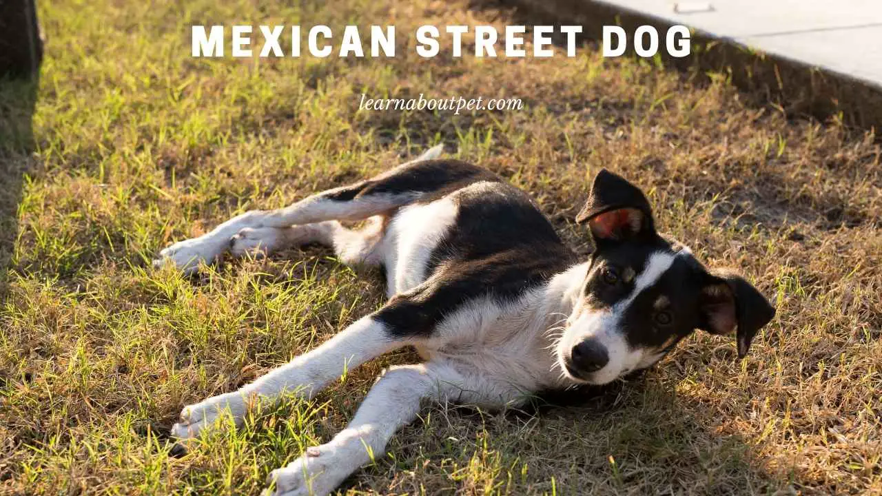 Mexican Street Dog : (9 Interesting Facts) - 2025