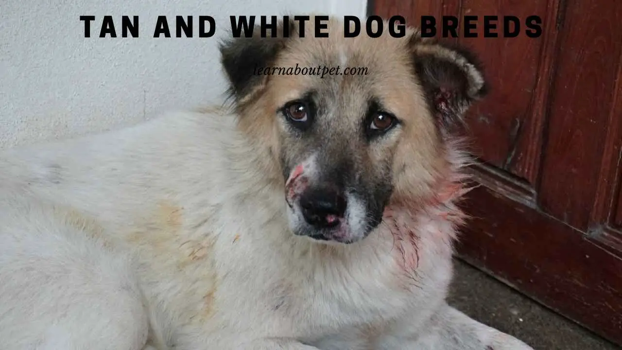 Tan And White Dog Breeds : 3 Cool Pictures, Temperament 2025