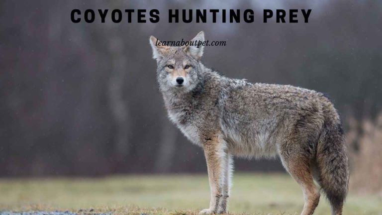 Coyotes Hunting Prey : (9 Interesting Facts) - 2025