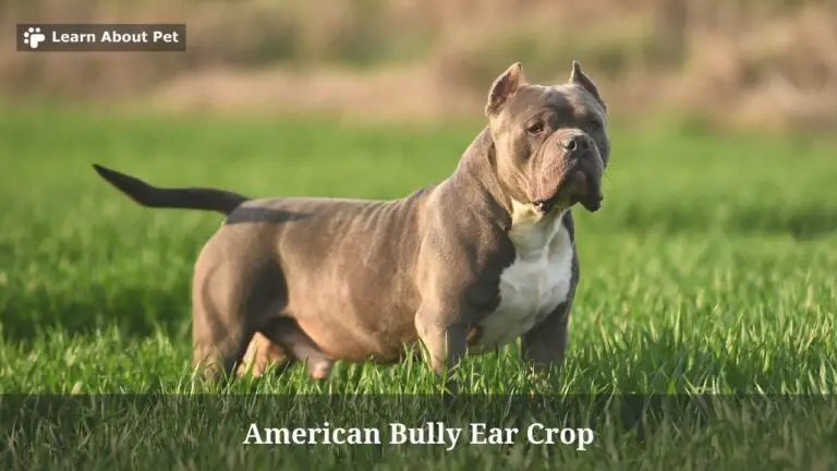 American Bully Ear Crop - 2024