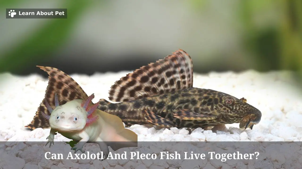 Can Axolotl And Pleco Fish Live Together? (7 Clear Facts)