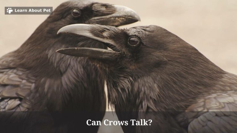 Can Crows Talk? (7 Interesting Facts) - 2023