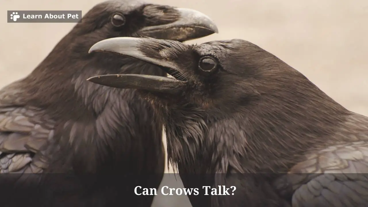 Can Crows Talk? (7 Interesting Facts) - 2023