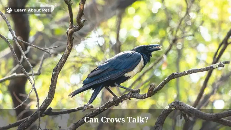 Can Crows Talk? (7 Interesting Facts) - 2025