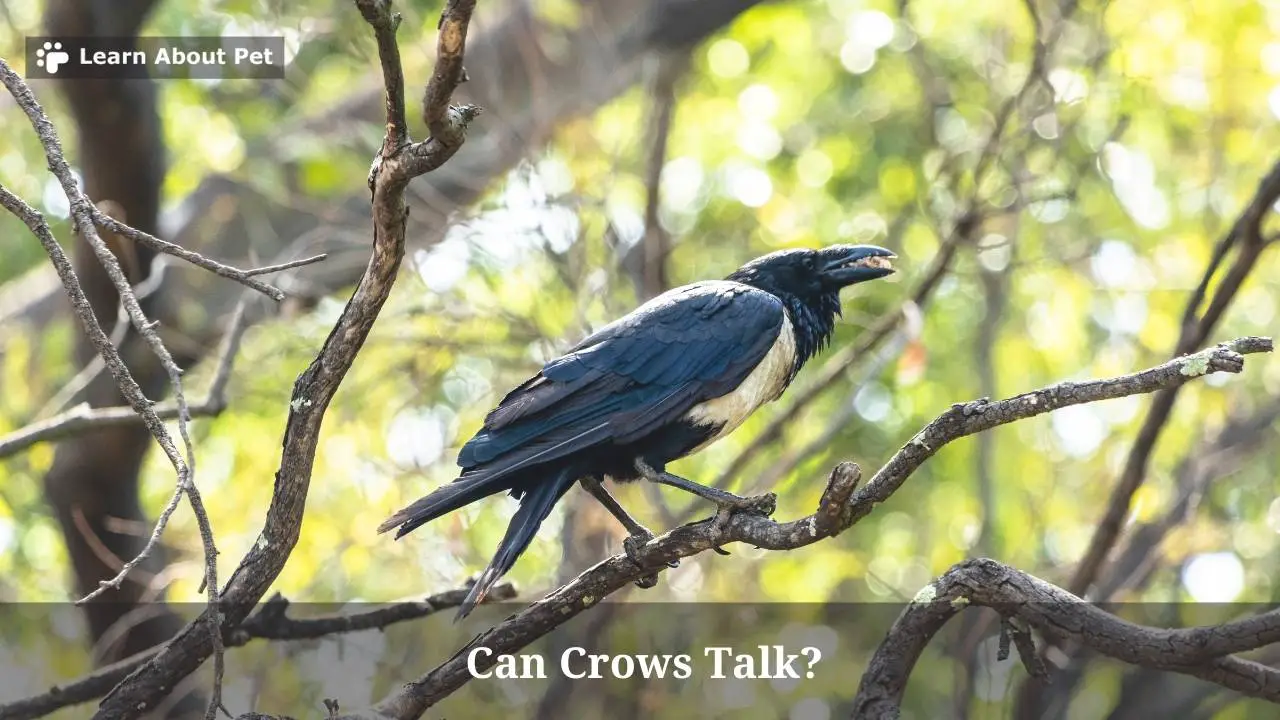 Can Crows Talk? (7 Interesting Facts) - 2025