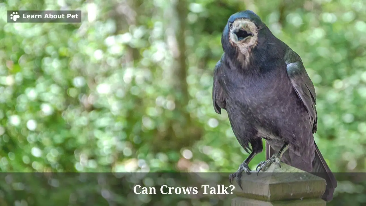 Can Crows Talk? (7 Interesting Facts) - 2025