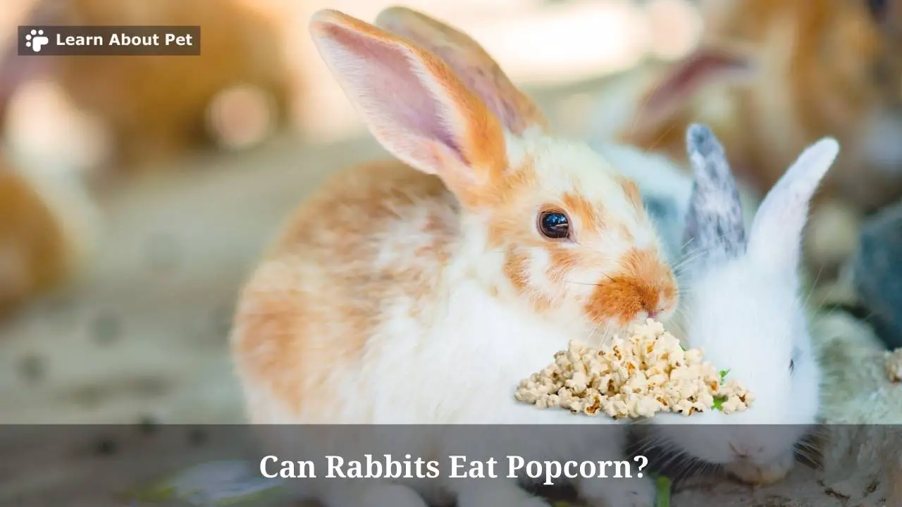 Can Rabbits Eat Popcorn? (9 Interesting Facts) - 2023