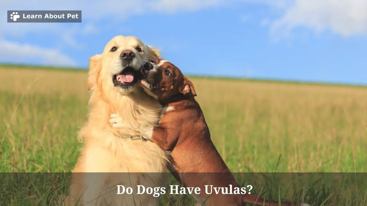 Do Dogs Have Uvulas? (9 Interesting Facts) - 2026