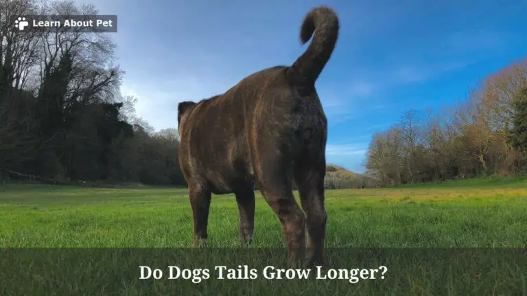 Do Dogs Tails Grow Longer? (9 Interesting Facts) - 2026
