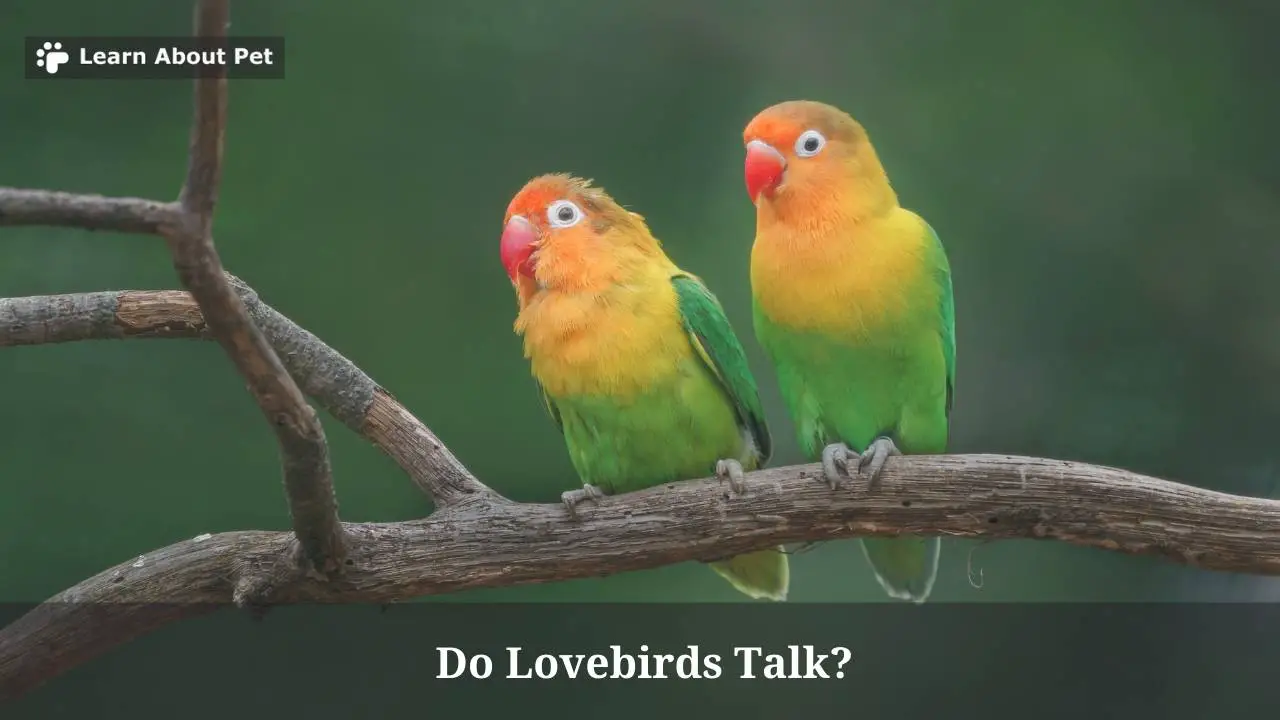Do Lovebirds Talk? (7 Interesting Facts) - 2025
