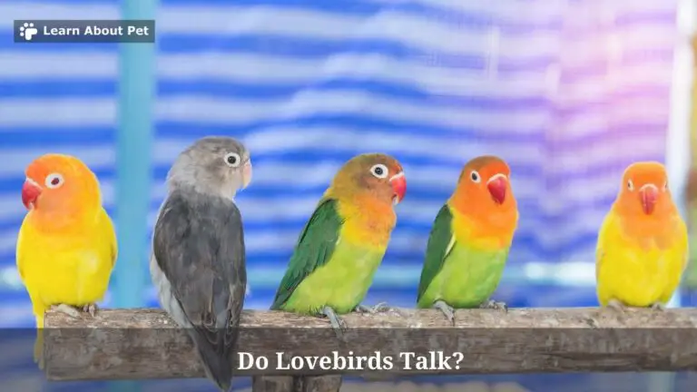 Do Lovebirds Talk? (7 Interesting Facts) - 2025