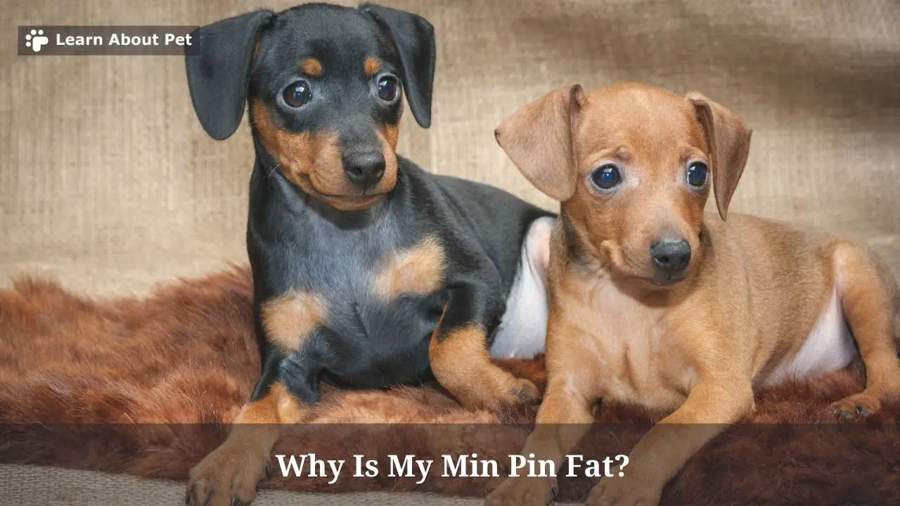 Why Is My Min Pin Fat? 3 Clear Reasons & How To Fix - 2026