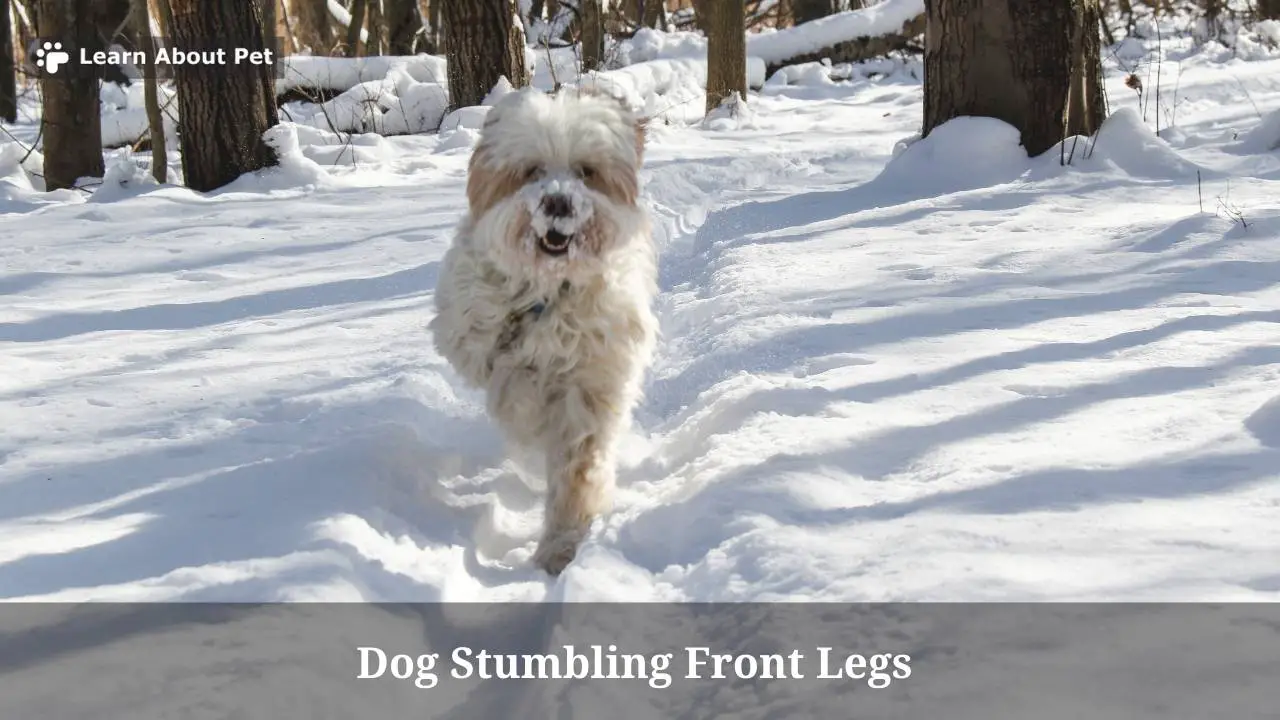 Dog Stumbling Front Legs : (9 Menacing Facts) - 2025