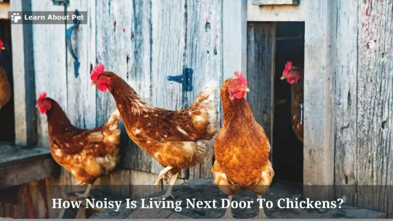 How Noisy Is Living Next Door To Chickens? (7 Menacing Facts)