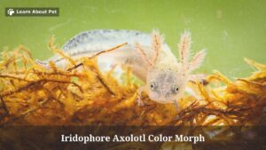 Iridophore Axolotl : Care, Lifespan, Cool Tank, Breeding - 2025