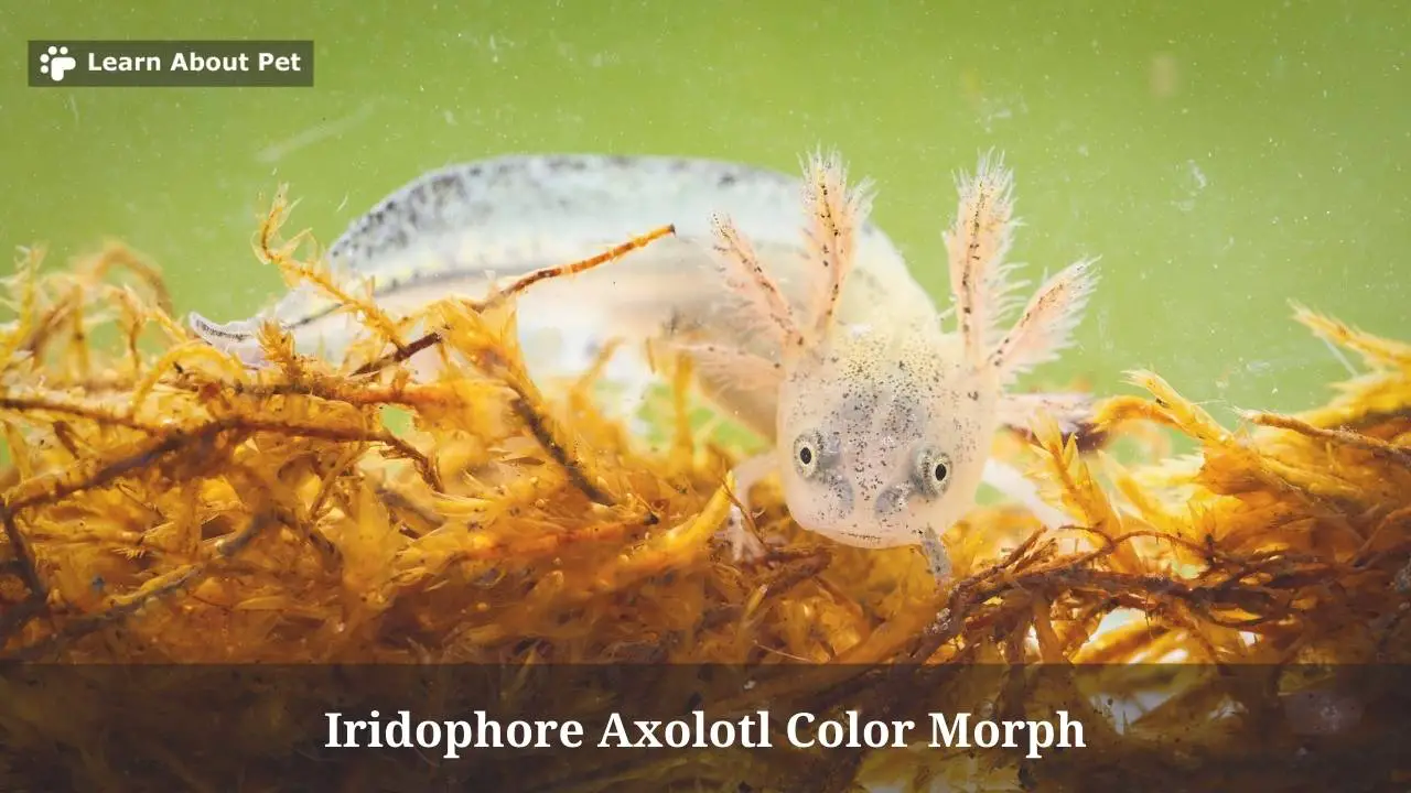 Iridophore Axolotl : Care, Lifespan, Cool Tank, Breeding - 2025
